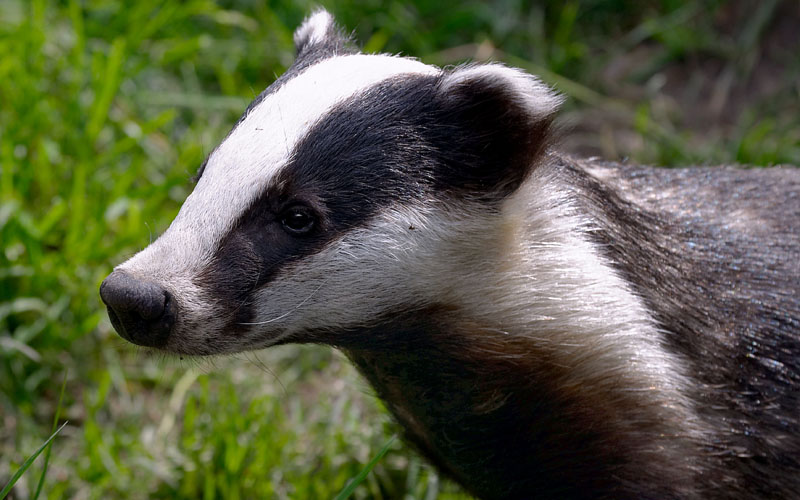 rüyada porsuk görmek | Rüya Tabiri | Rüya Tabirleri | Rüya Yorumları